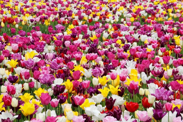 Il Significato dei Tulipani: scopriamolo insieme - Rivista Case